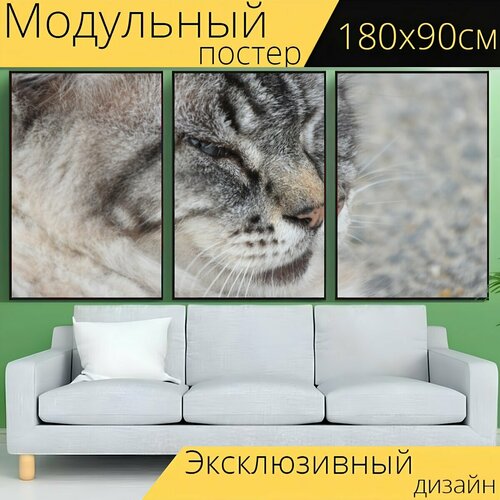 Модульный постер "Котенок, глаза, кошка" 180 x 90 см. для интерьера
