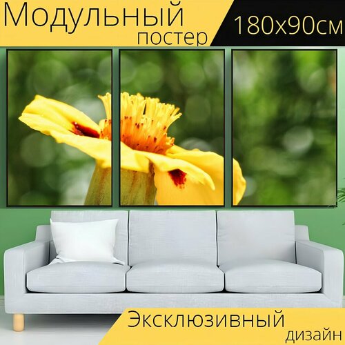 Модульный постер "Бархатцы, цветок, природа" 180 x 90 см. для интерьера