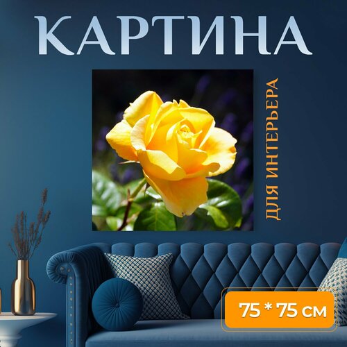 Картина на холсте "Роза, желтый, цветок" на подрамнике 75х75 см. для интерьера