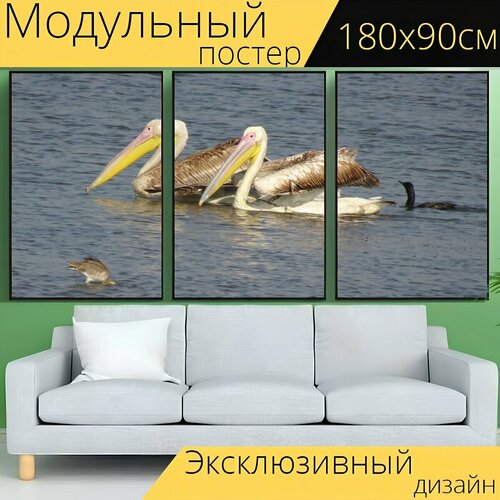 Модульный постер "Пеликан, птица, большой белый пеликан" 180 x 90 см. для интерьера