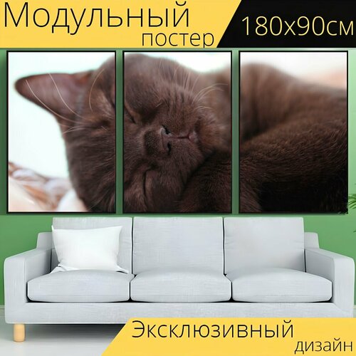 Модульный постер "Британская короткошерстная кошка, кот, котенок" 180 x 90 см. для интерьера
