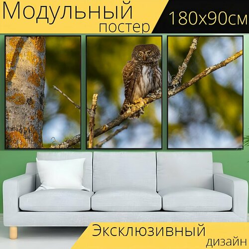 Модульный постер "Евразийская карликовая сова, сова, птица" 180 x 90 см. для интерьера