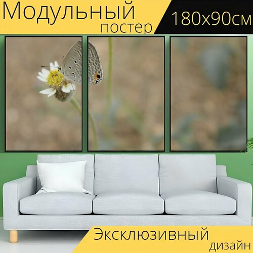 Модульный постер "Бабочка, цветок, луг" 180 x 90 см. для интерьера