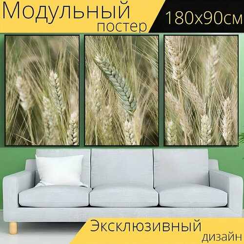 Модульный постер "Пшеница, колосья пшеницы, злаки" 180 x 90 см. для интерьера
