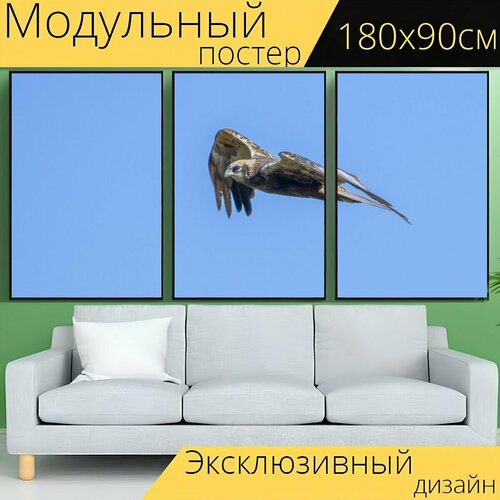 Модульный постер "Канюк, полет, хищная птица" 180 x 90 см. для интерьера
