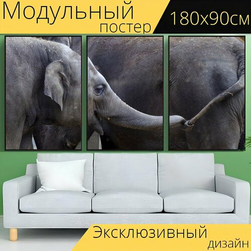 Модульный постер "Слон, молодой, детеныш" 180 x 90 см. для интерьера