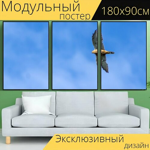 Модульный постер "Кобчика, птица, летающий" 180 x 90 см. для интерьера