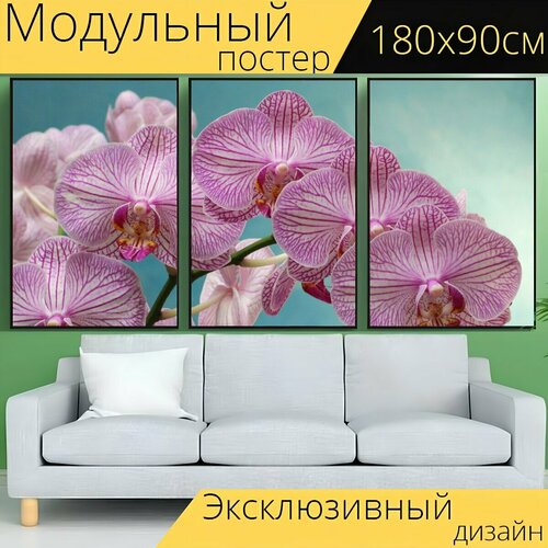 Модульный постер "Орхидея, фиолетовый, цветок" 180 x 90 см. для интерьера