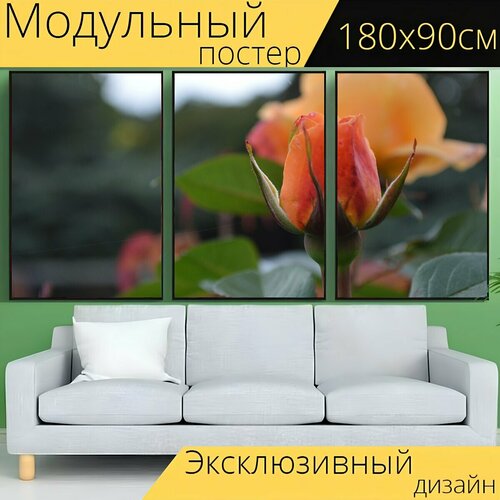 Модульный постер "Роза, апельсин, блум" 180 x 90 см. для интерьера