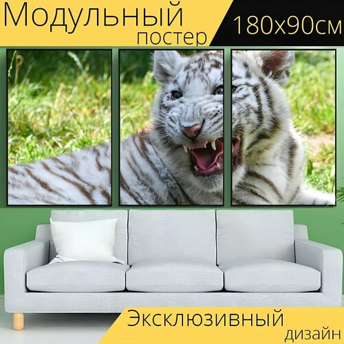 Модульный постер "Тигр, белый тигр, детеныш" 180 x 90 см. для интерьера