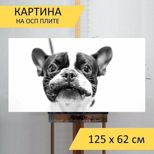 Картина на ОСП 125х62 см. "Собака, французский бульдог, бульдог" горизонтальная, для интерьера, с креплениями