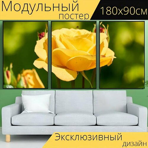 Модульный постер "Роза, цвести, желтый" 180 x 90 см. для интерьера