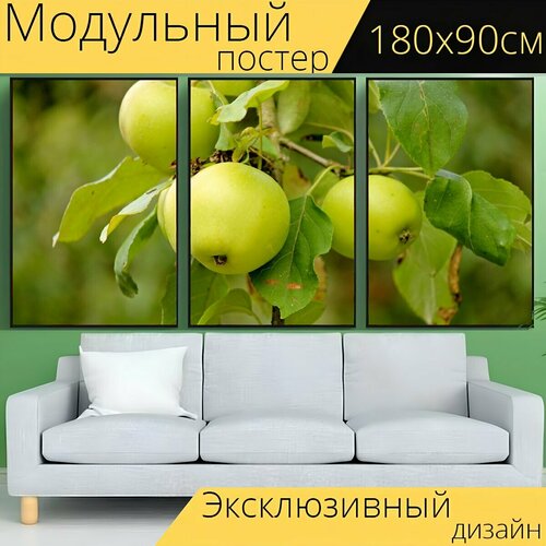 Модульный постер "Яблоки, фрукты, зеленый" 180 x 90 см. для интерьера