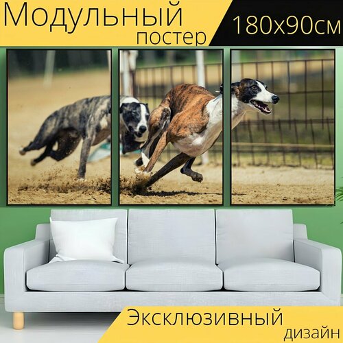 Модульный постер "Собака гонки, собака, животное" 180 x 90 см. для интерьера