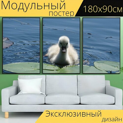 Модульный постер "Лебедь, цыпленок, детеныш" 180 x 90 см. для интерьера