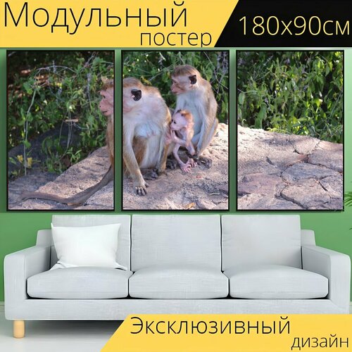 Модульный постер "Семья обезьян, семья, обезьяны" 180 x 90 см. для интерьера