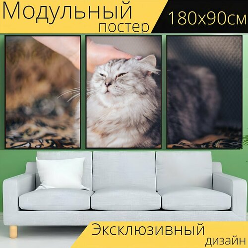 Модульный постер "Кошка, деловая, желтые глаза" 180 x 90 см. для интерьера