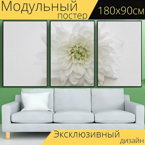 Модульный постер "Хризантема, цветок, цвести" 180 x 90 см. для интерьера
