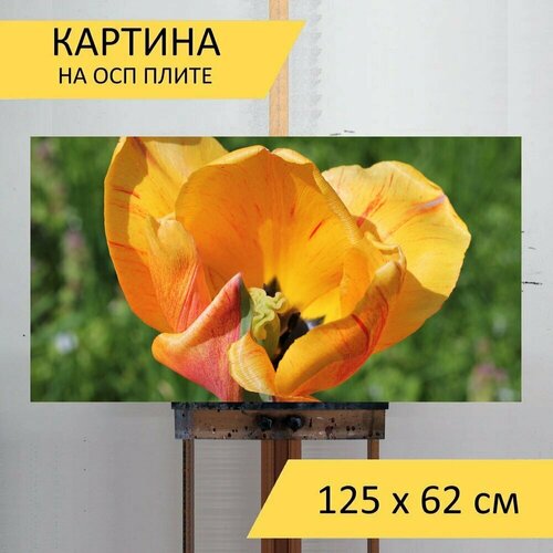 Картина на ОСП 125х62 см. "Желтый красный тюльпан, цветок, завод" горизонтальная, для интерьера, с креплениями