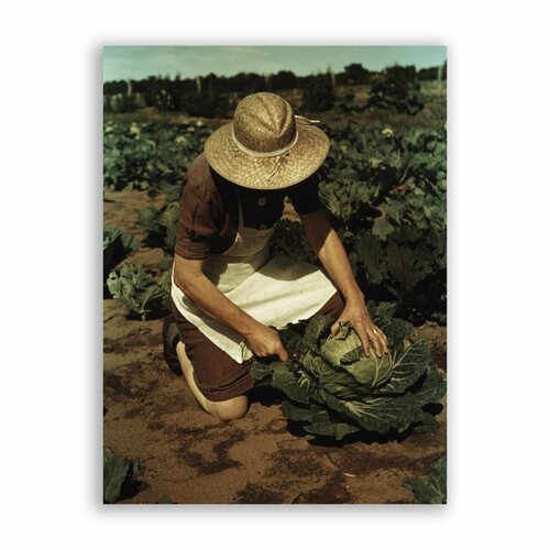 Постер, плакат на бумаге / Ретро фотографии американских рабочих - Фермер / Размер 40 x 53 см