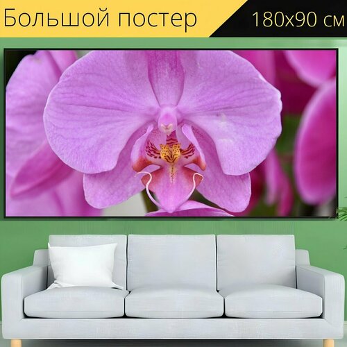 Большой постер "Цветок, орхидея, розовый цветок" 180 x 90 см. для интерьера