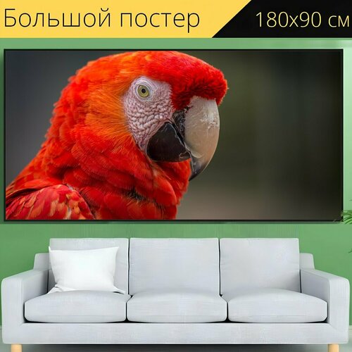 Большой постер "Попугай, красный, птица" 180 x 90 см. для интерьера
