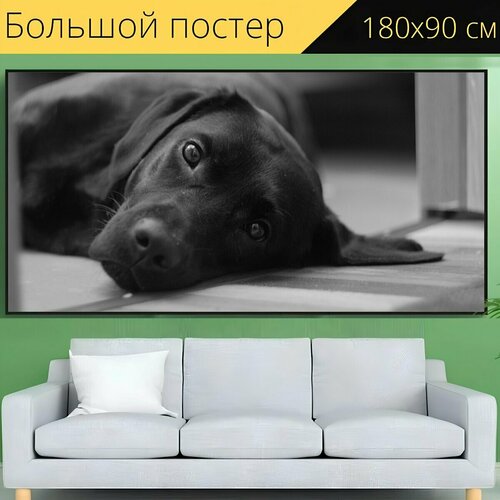 Большой постер "Собака, портрет, милый" 180 x 90 см. для интерьера