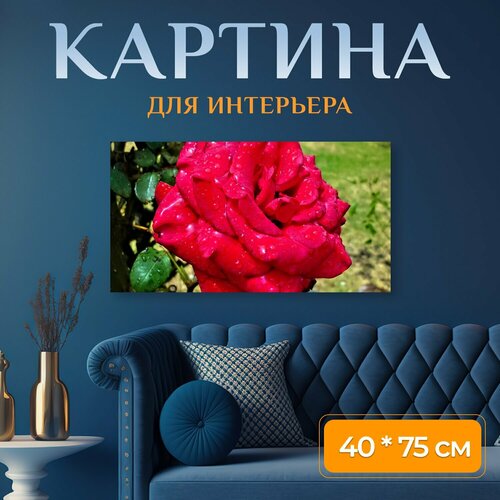 Картина на холсте "Цветок, природа, роза" на подрамнике 75х40 см. для интерьера