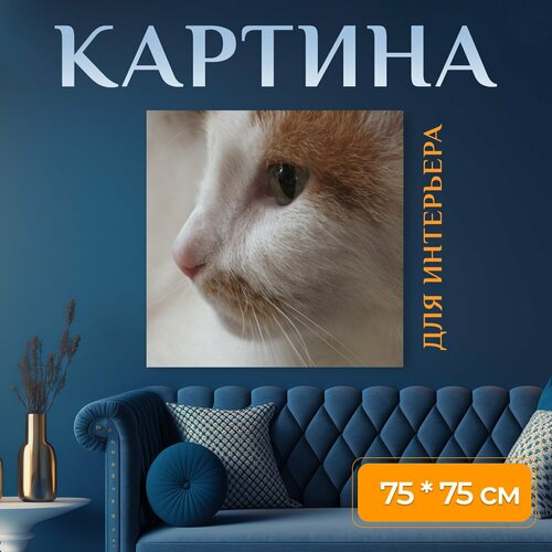 Картина на холсте "Кот, глаз кошки, похмелье" на подрамнике 75х75 см. для интерьера
