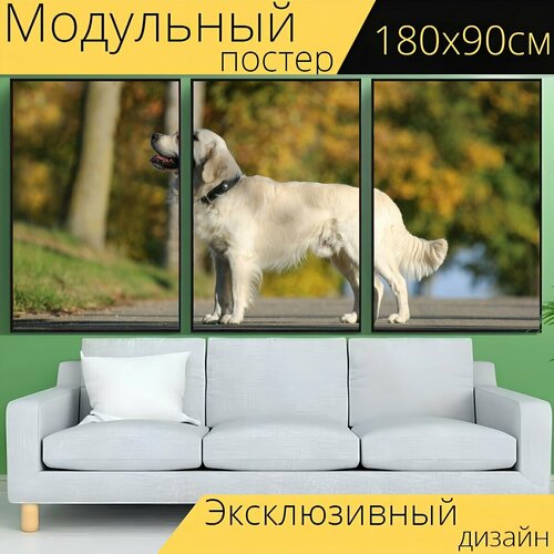 Модульный постер "Золотой, ретривер, собака" 180 x 90 см. для интерьера