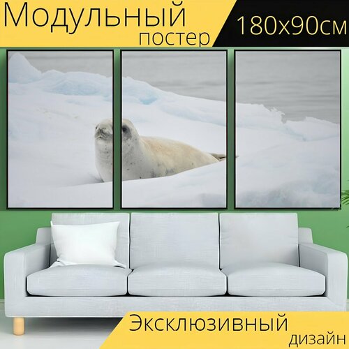 Модульный постер "Белый, тюлень, антарктида" 180 x 90 см. для интерьера