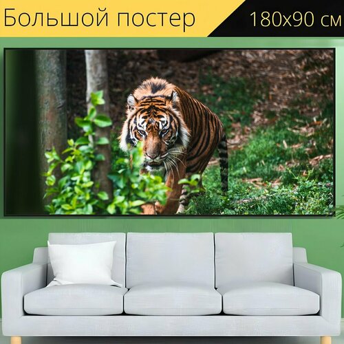 Большой постер "Тигр, зоопарк, хищник" 180 x 90 см. для интерьера