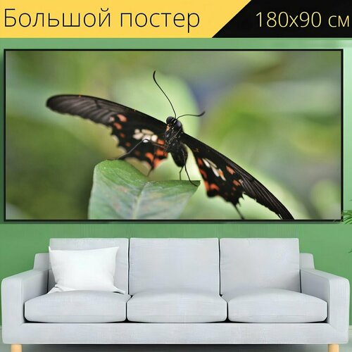 Большой постер "Бабочка, бабочки, крыло" 180 x 90 см. для интерьера