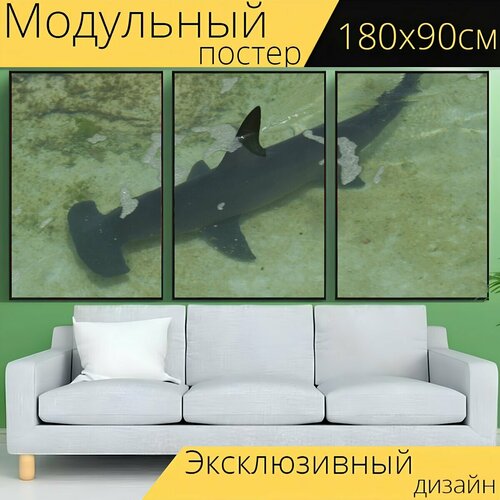 Модульный постер "Акула молот, акула, подводный" 180 x 90 см. для интерьера