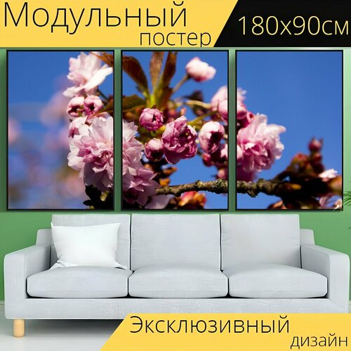 Модульный постер "Вишневое дерево, расцветает, вишня в цвету" 180 x 90 см. для интерьера