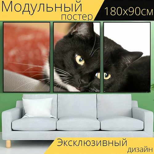 Модульный постер "Домашняя кошка, приют для животных, кот" 180 x 90 см. для интерьера