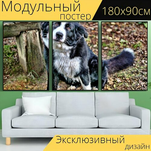 Модульный постер "Собака, колли, бордер колли" 180 x 90 см. для интерьера