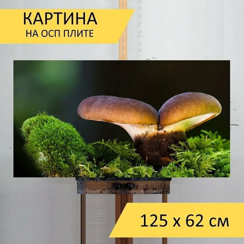 Картина на ОСП 125х62 см. "Гриб, мох, лесные грибы" горизонтальная, для интерьера, с креплениями