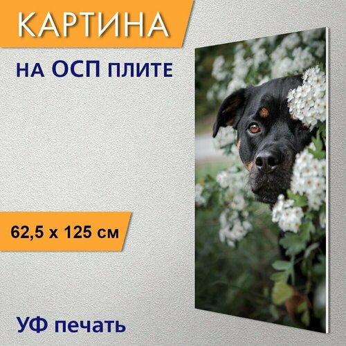 Вертикальная картина на ОСП "Собака, ротвейлер, цветок" 62x125 см. для интерьериа
