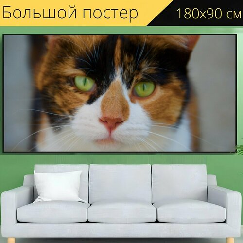 Большой постер "Кошка, домашний питомец, милый" 180 x 90 см. для интерьера