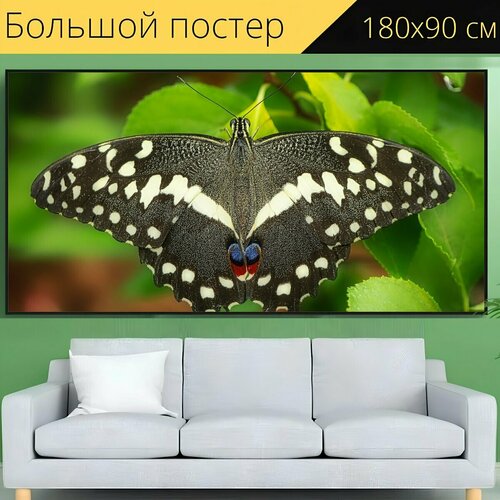 Большой постер "Бабочка, лист, насекомое" 180 x 90 см. для интерьера