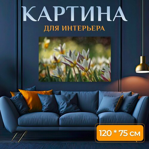 Картина на холсте "Тюльпаны, луг, весна" на подрамнике 120х75 см. для интерьера