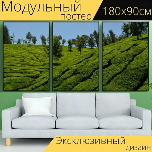 Модульный постер "Холм, чайная плантация, поле" 180 x 90 см. для интерьера