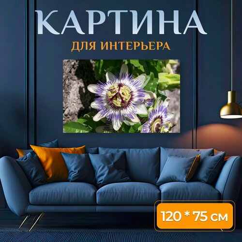 Картина на холсте "Страсть, пассифлоры, цветок" на подрамнике 120х75 см. для интерьера