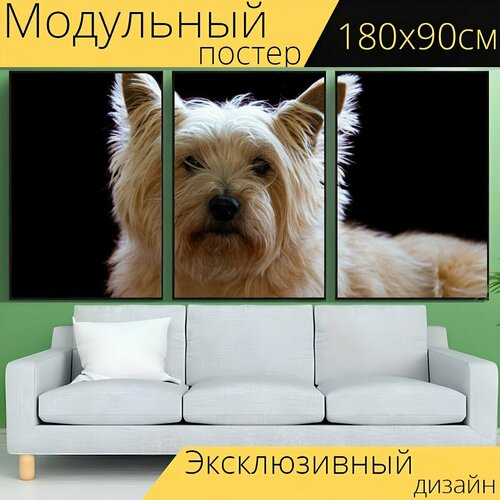 Модульный постер "Собака, керн терьер, животное" 180 x 90 см. для интерьера