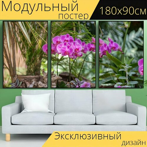 Модульный постер "Орхидеи, орхидные, цветущие растения" 180 x 90 см. для интерьера