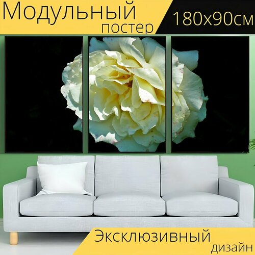 Модульный постер "Роза, цветок, лепестки" 180 x 90 см. для интерьера
