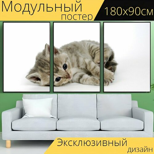 Модульный постер "Котенок, мило, животные" 180 x 90 см. для интерьера