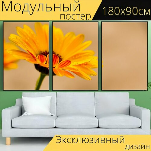 Модульный постер "Календулы, желтый цветок календулы, цветы" 180 x 90 см. для интерьера