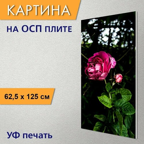 Вертикальная картина на ОСП "Розовый, розы, цветы" 62x125 см. для интерьериа